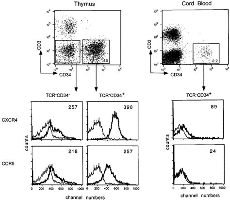 Expression Of Cxcr4 And Ccr5 On Cd34 Cells Derived From Thymus And Cord