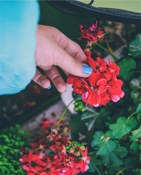 پروفایل بهاری پروفایل دخترونه Flower Aesthetic Flowers Flowers Nature