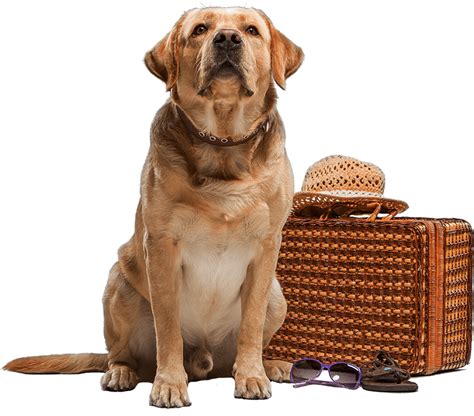 Cageless Dog Boarding Services And Pet Boarding Services Petsfolio