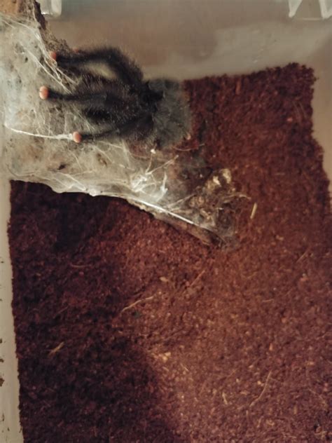 Enclosure Is This Okay For Her Him Im New To This And Want To Know