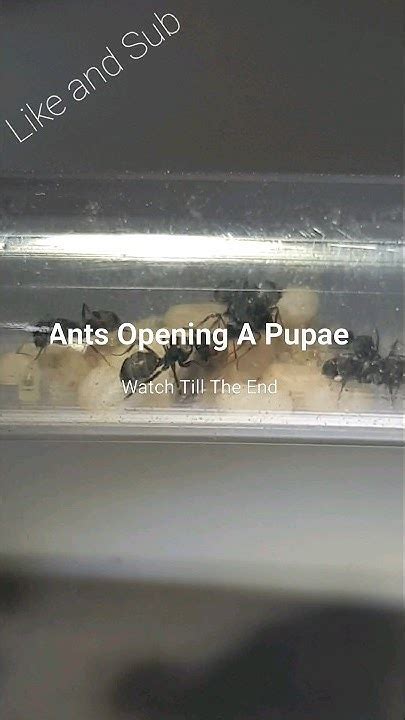 Ants Hatching Ant Insects Nature Cool Antkeeping Antcolony