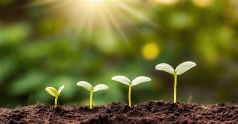 The Lifecycle Of A Tree From Seedling To Harvest