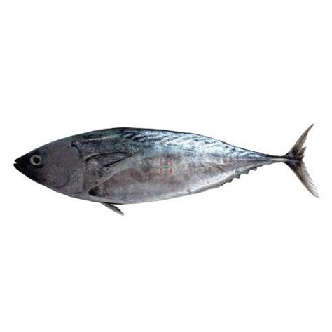 Order Fresh Tulingan Online For Easy Home Cook Meals