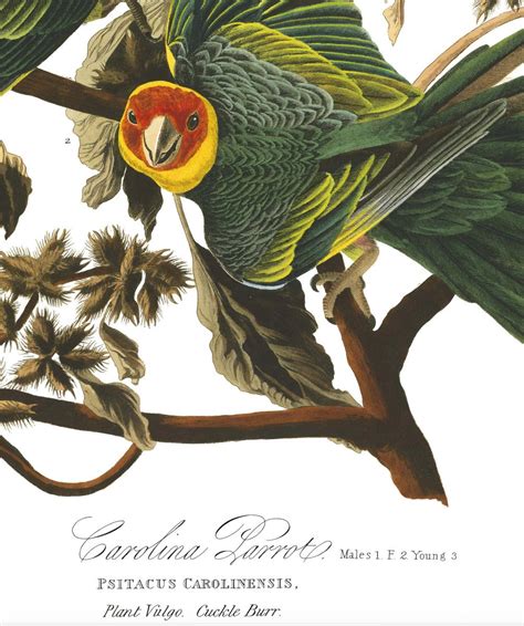 Proantic Estampe Les Oiseaux d Amérique Jean Jacques Audubon