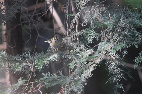 節分 fujioの鳥撮り日記 3