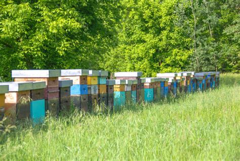 Arnia Images Et Vidéos Libres De Droits Adobe Stock