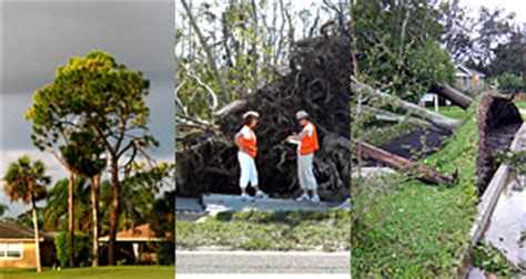 Trees And Hurricanes UF IFAS