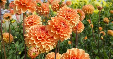 Are Dahlias Perennials Happysprout