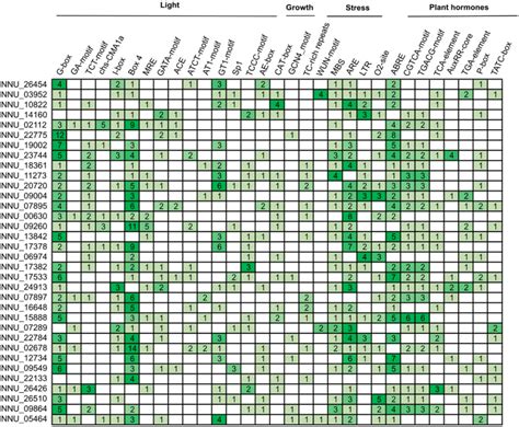 Cis Acting Elements Analysis Of N Nucifera Camcml Genes Promoters