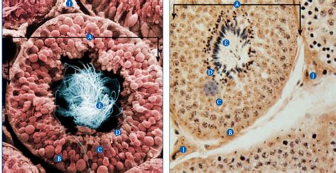 Seminiferous Tubule Of Testis Diagram Quizlet