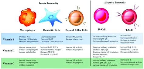 Role Of Vitamins E D And C In Innate And Adaptive Immunity