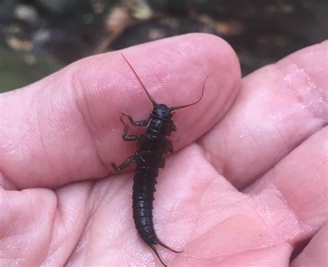 Angler Management A Great Trout And Bass Bug