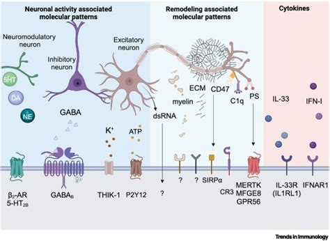 Microglia As Integrators Of Brain Associated Molecular Patterns Trends