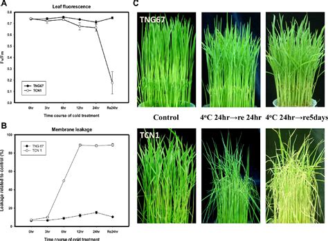 Figure 1 From Comparative Transcriptome Analysis Of Shoots And Roots Of