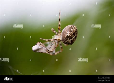 A Garden Spider In My Garden Wrapping Up His Dinner A Crane Fly In His Web Spider Spinning