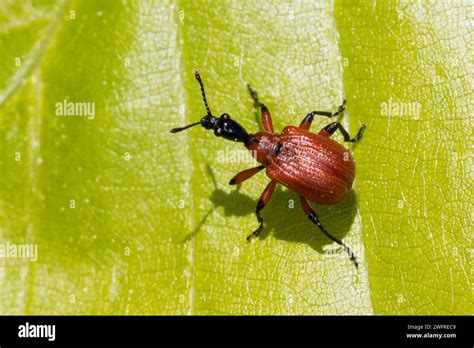 Haselblattroller Haselblatt Roller Haselnuss Dickkopfroller Blattroller Apoderus Coryli