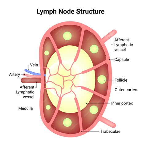 Premium Vector Lymph Node Structure Follicle Outer Cortex Medulla