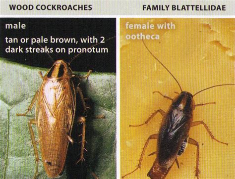 Spanish Cockroaches Facts Roach Cockroach Insect
