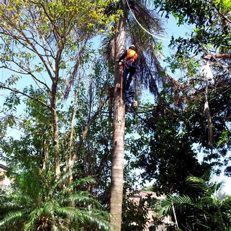 Contact Us Sunshine Coast Tree Services 07 5293 8413