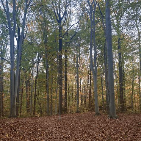 Tree Diversity Vics Tree Service Types Of Trees