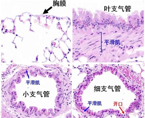肺的组织学结构图解