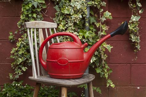 Efeu Gießen So Gehts Hedgy Heckenpflanzen