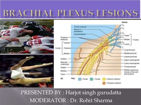 Brachial Plexus Anatomy Diagnosis And Orthopaedic Treatment