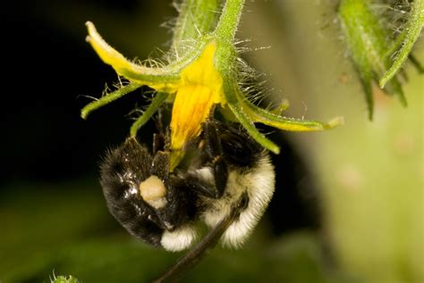 Protecting Pollinators Morning Ag Clips