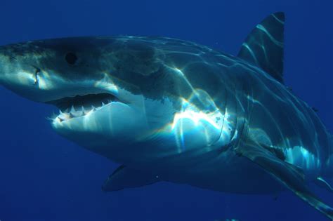 Carcharodon Carcharias