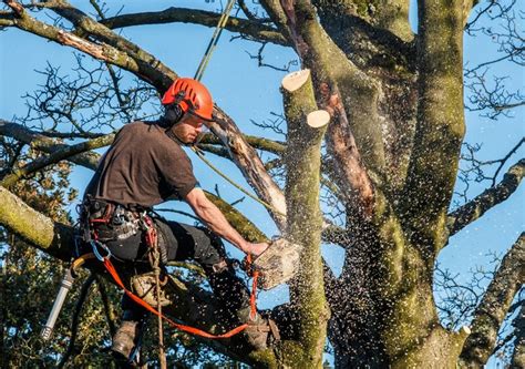 Tree Trimming Safety