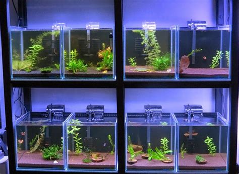 Updated Best Betta Fish Tank Size For A Happy Betta Fish Guide