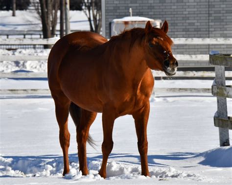 パカパカ工房 On Twitter 【ビッグレッドファームの種牡馬達】雪の中の牧草を食むグラスワンダー。なかなか頭を上げてくれなくて待たさ