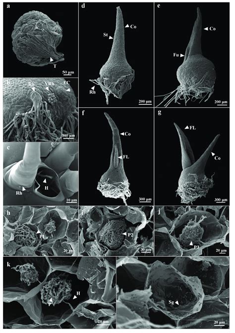 Sem Photographs Of Protocorms Of Dendrobium Chrysotoxum At Different