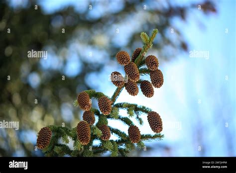 Looking Up Into A Pine Tree With Pine Cone With Blue Sky Between The