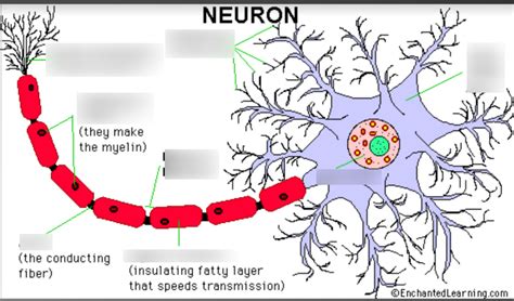 Grade 12 Biology Unit 4 Quiz 2 Diagram Quizlet