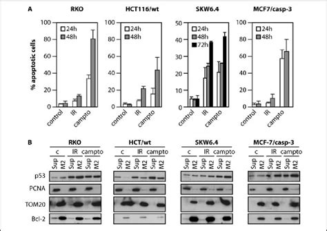 No Correlation Between Apoptosis Induction And Mitochondrial P53