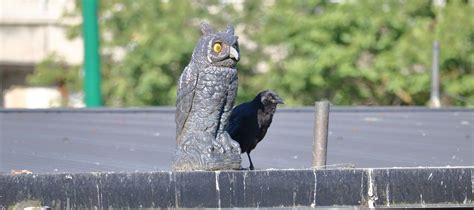 What Is The Best Bird Deterrent In 2025 The Ultimate Comparison Guide