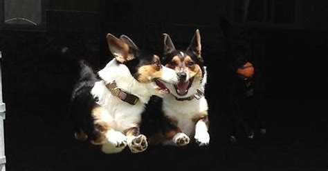 Super Corgis Imgur