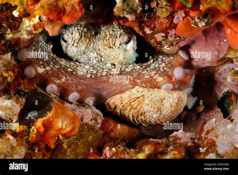 Octopus Octopus Vulgaris [size Of Single Organism 25 Cm] Octopoda
