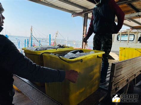 影／線西鄉漁民捕獲上千尾烏魚塭仔港內交易熱絡 地方 Nownews今日新聞