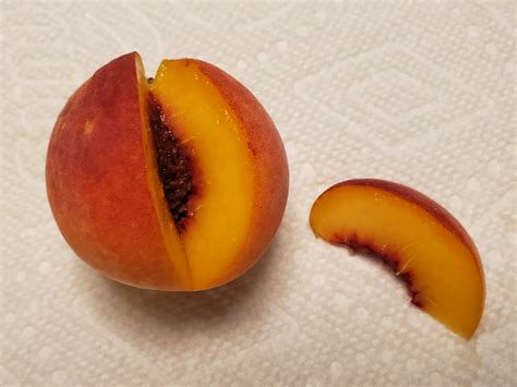 Seedling Peach Tree Successproof That Its Worth It To Grow From Seed