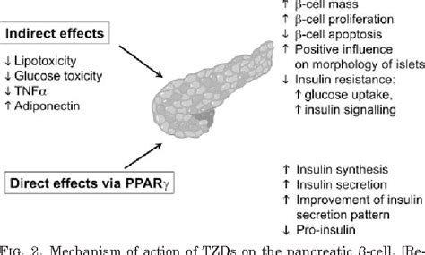 Hyperinsulinemic Hypoglycemia Semantic Scholar