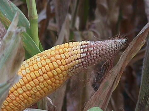 Heat Stress And Drought Can Impact Yield Seed Today