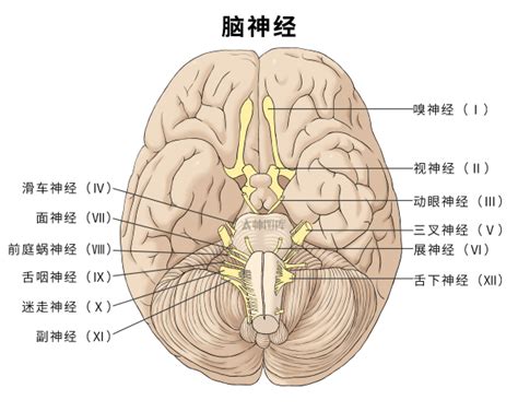 脑神经 医学插画