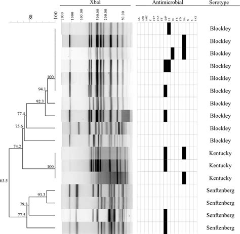 Dendrogram Generated By Bionumerics Software Showing The Relationship