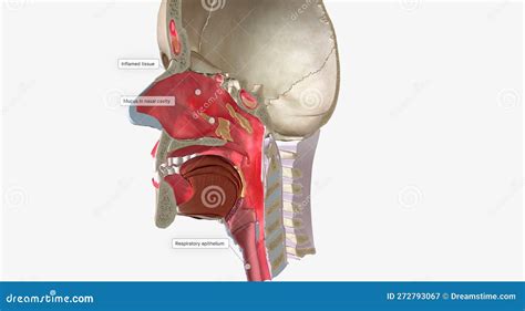 Upper Respiratory Tract Human Nasal And Oral Cavity Structure