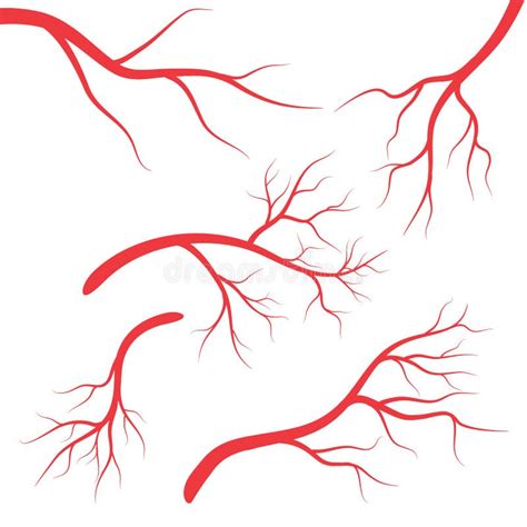 Le Vene Umane Vasi Sanguigni Rosso Sangui Progettano Su Backgroun