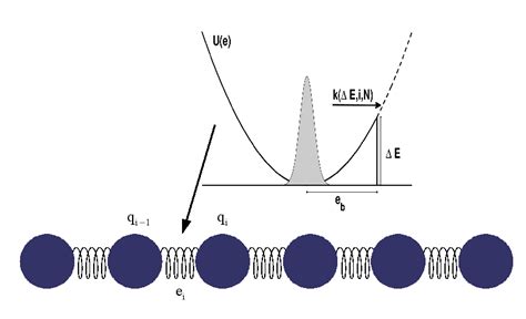 One Dimensional Chain Of N 1 Monomers Connected By Harmonic Springs