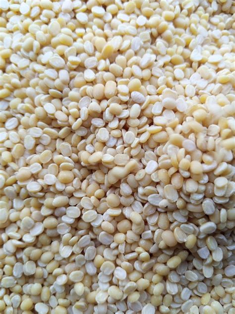 Moong Dal At ₹ 90 Kg Moong Dal Mogar In Narsinghpur Id 2849600952273