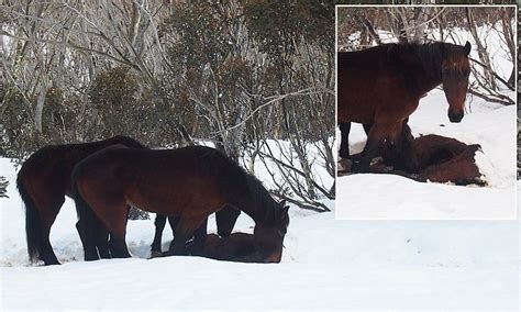Шокирующая трапеза лошадей каннибалов Dymontiger — Livejournal